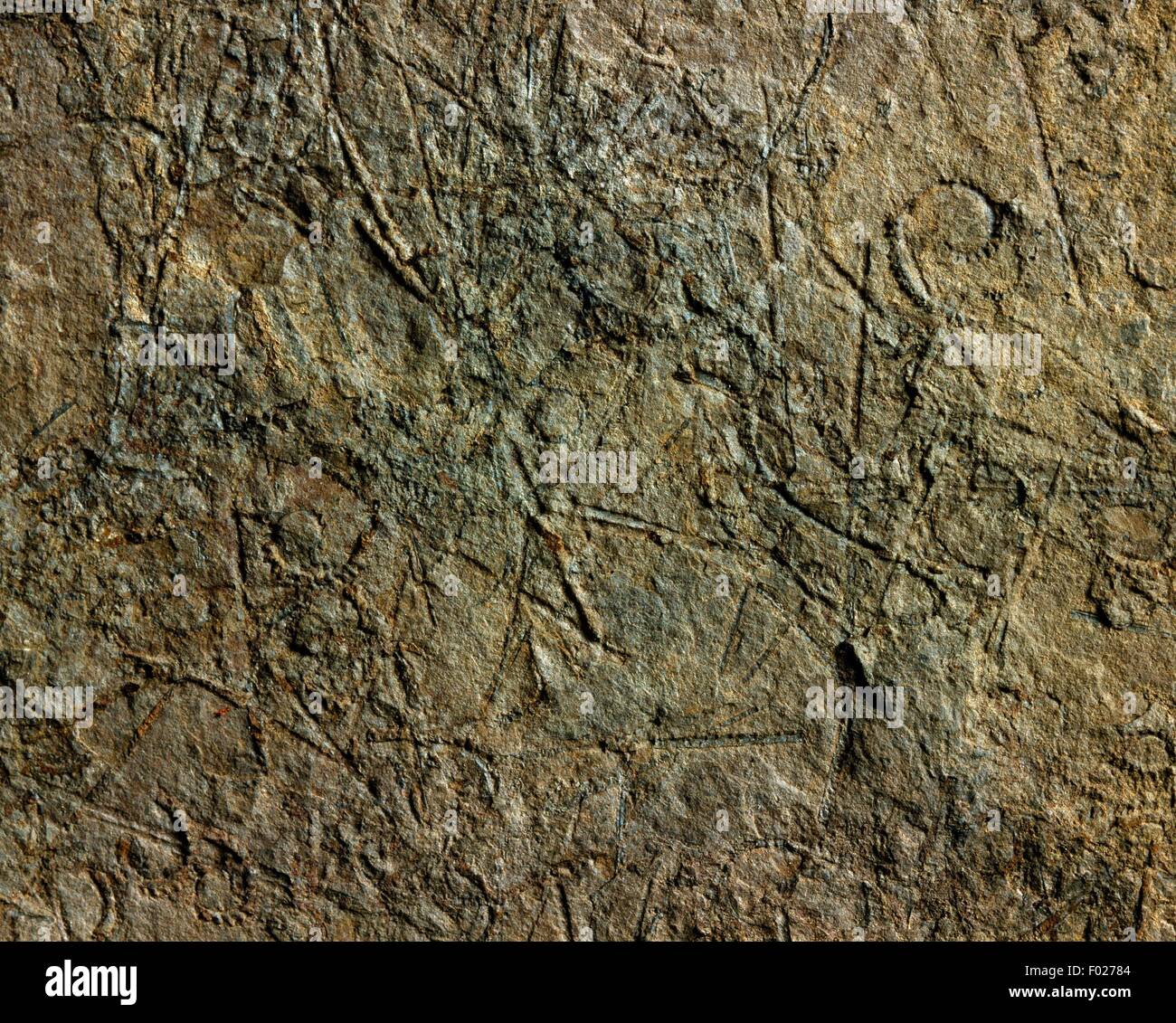 Cyrtograptus sp Fossilien, Graptolithina Stockfotografie - Alamy