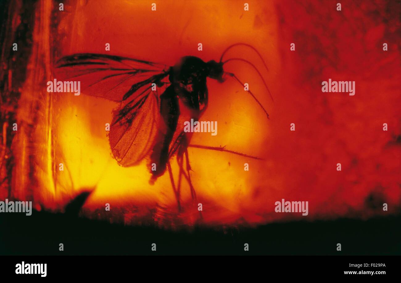 Prehistoric insect -Fotos und -Bildmaterial in hoher Auflösung – Alamy