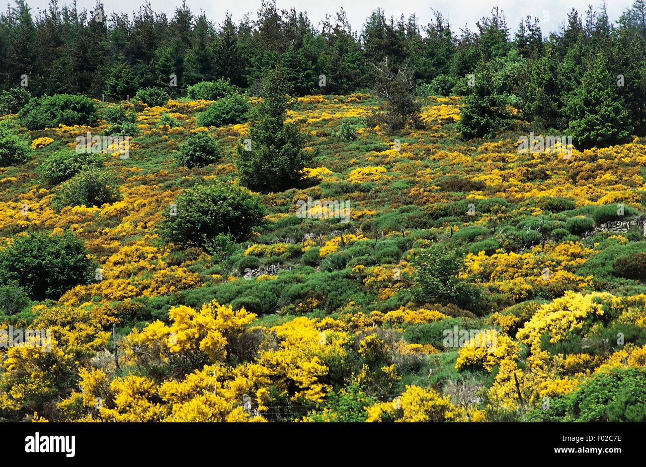 Latschen (Pinus Mugo) und Ginster (Genista sp), Lozere state Forest ...