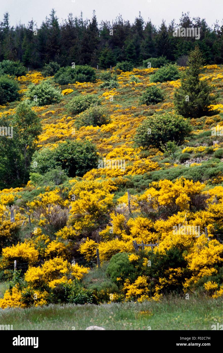 Latschen (Pinus Mugo) und Ginster (Genista sp), Lozere state Forest ...