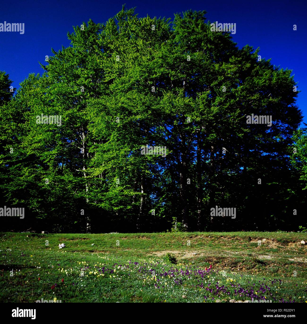 Botanik fagus sylvatica -Fotos und -Bildmaterial in hoher Auflösung – Alamy