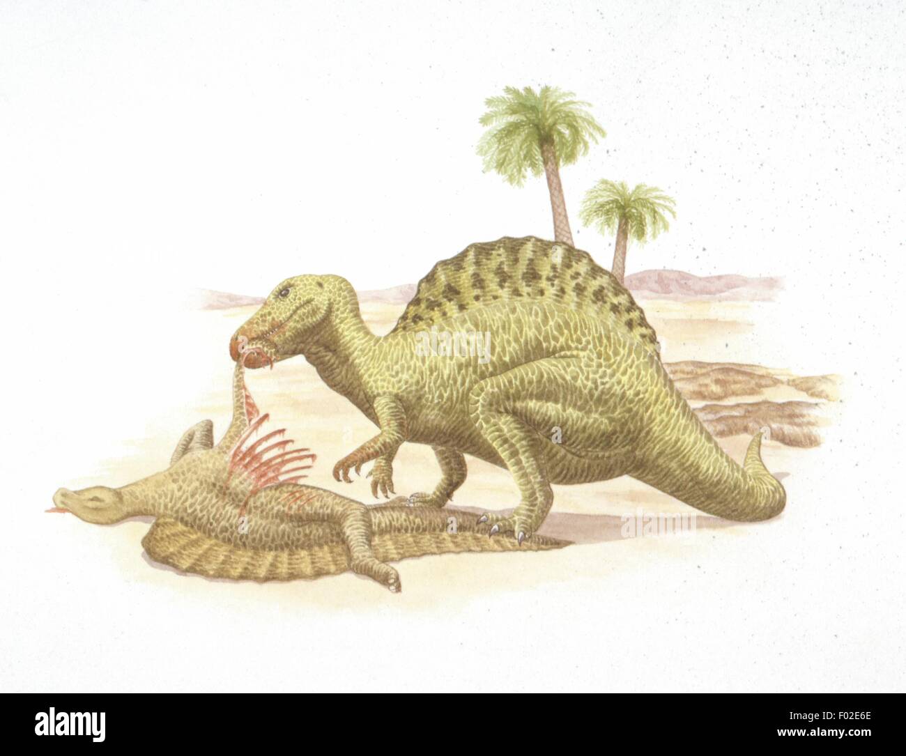 Palaeozoology - Kreidezeit - Dinosaurier - Spinosaurus - Kunstwerk ...