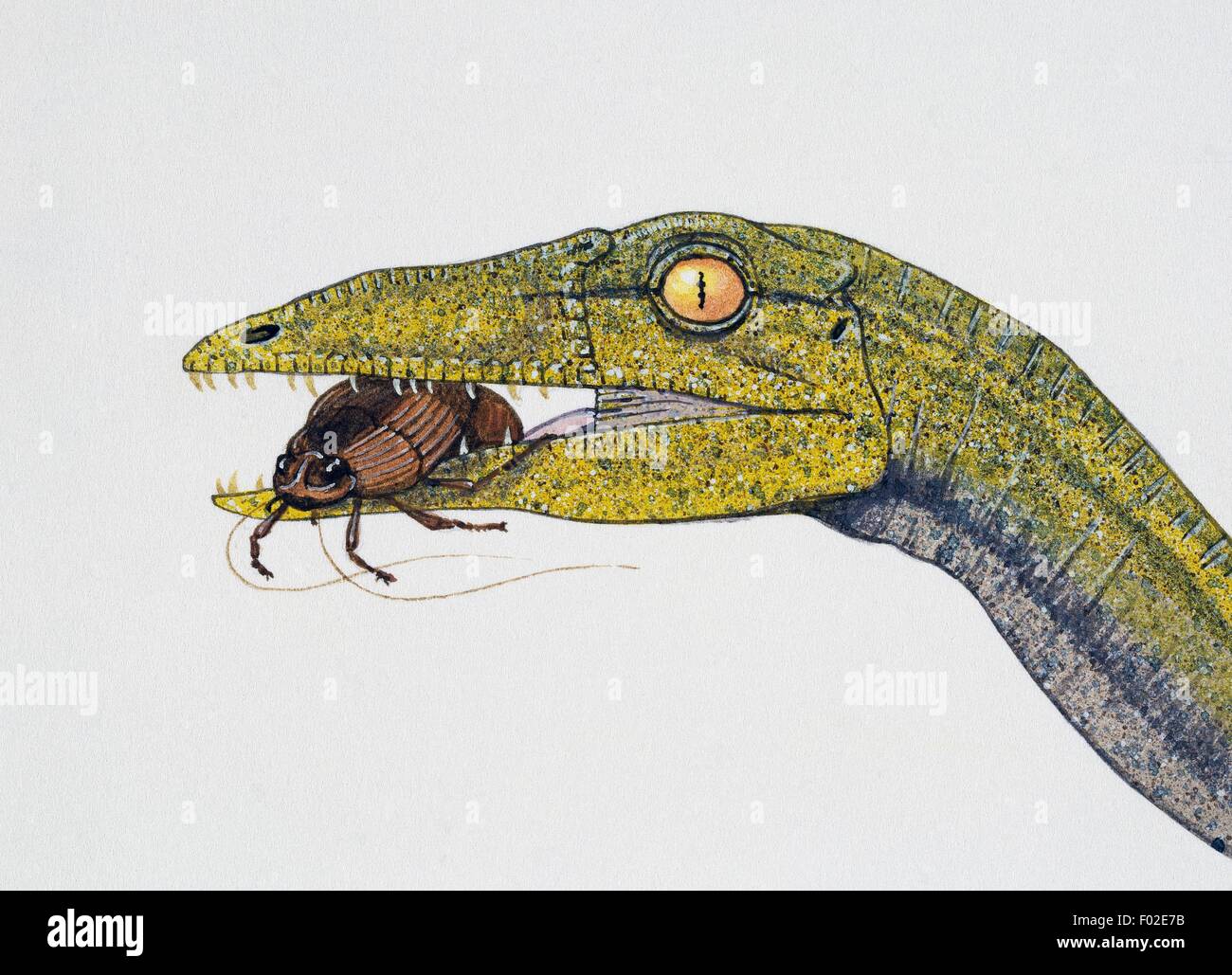 Compsognathus longipes -Fotos und -Bildmaterial in hoher Auflösung – Alamy
