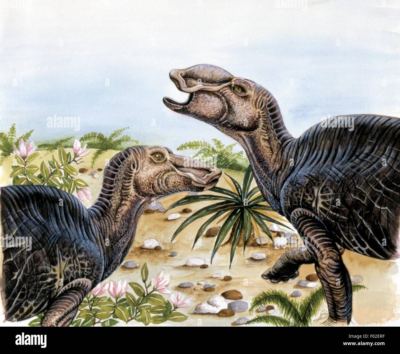 Edmontosaurus dinosaur -Fotos und -Bildmaterial in hoher Auflösung – Alamy