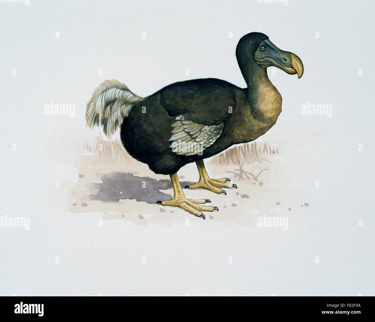 Dodo Bird Raphus Cucullatus Extinct Stockfotos und -bilder Kaufen - Alamy