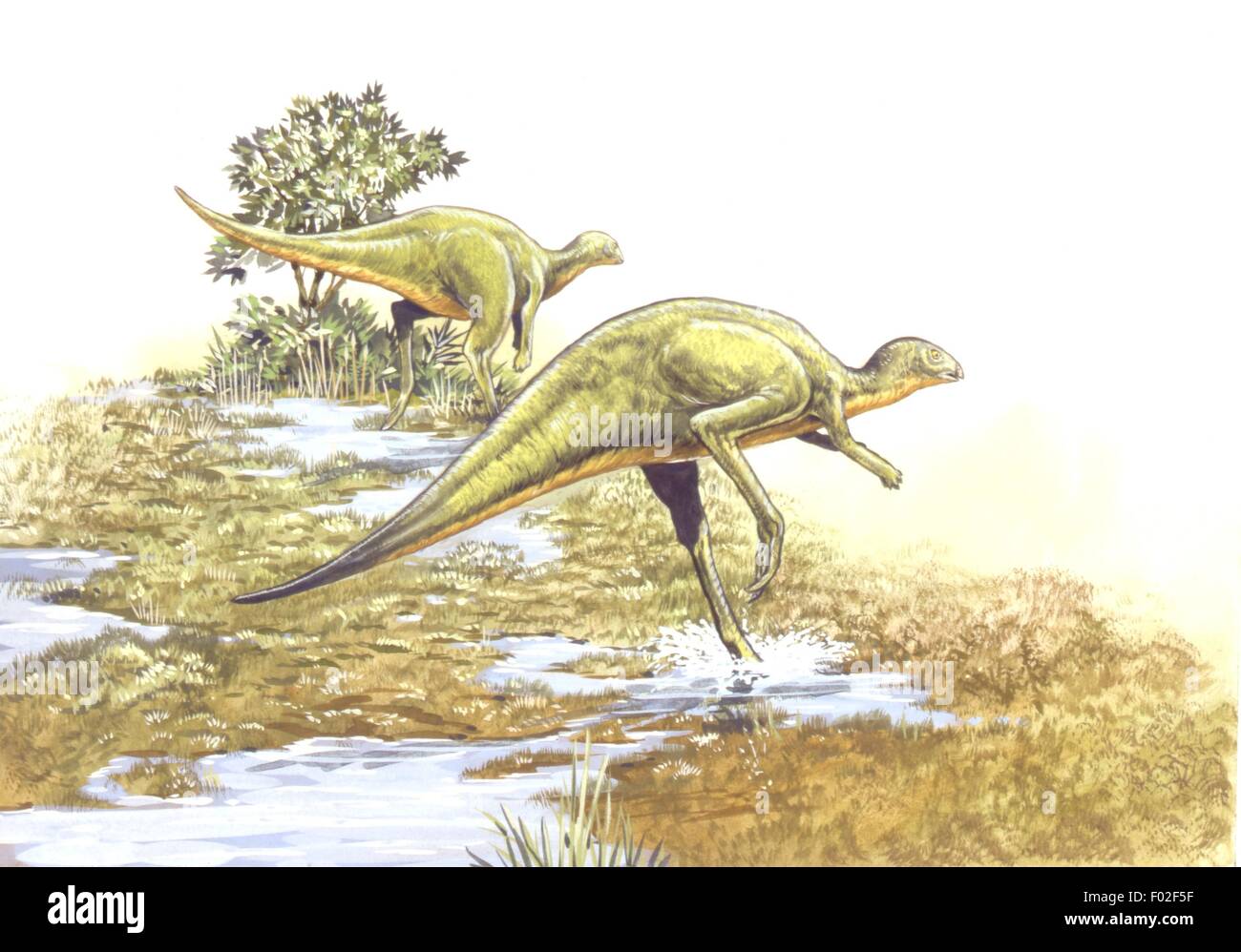 Palaeozoology Cretaceous Period Dinosaurs Stockfotos & Palaeozoology ...