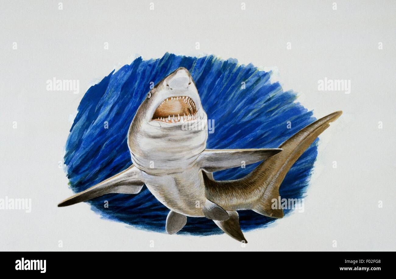 Megalodon (Carcharodon Megalodon), Lamnidae oder Otodontidae, Eozän ...