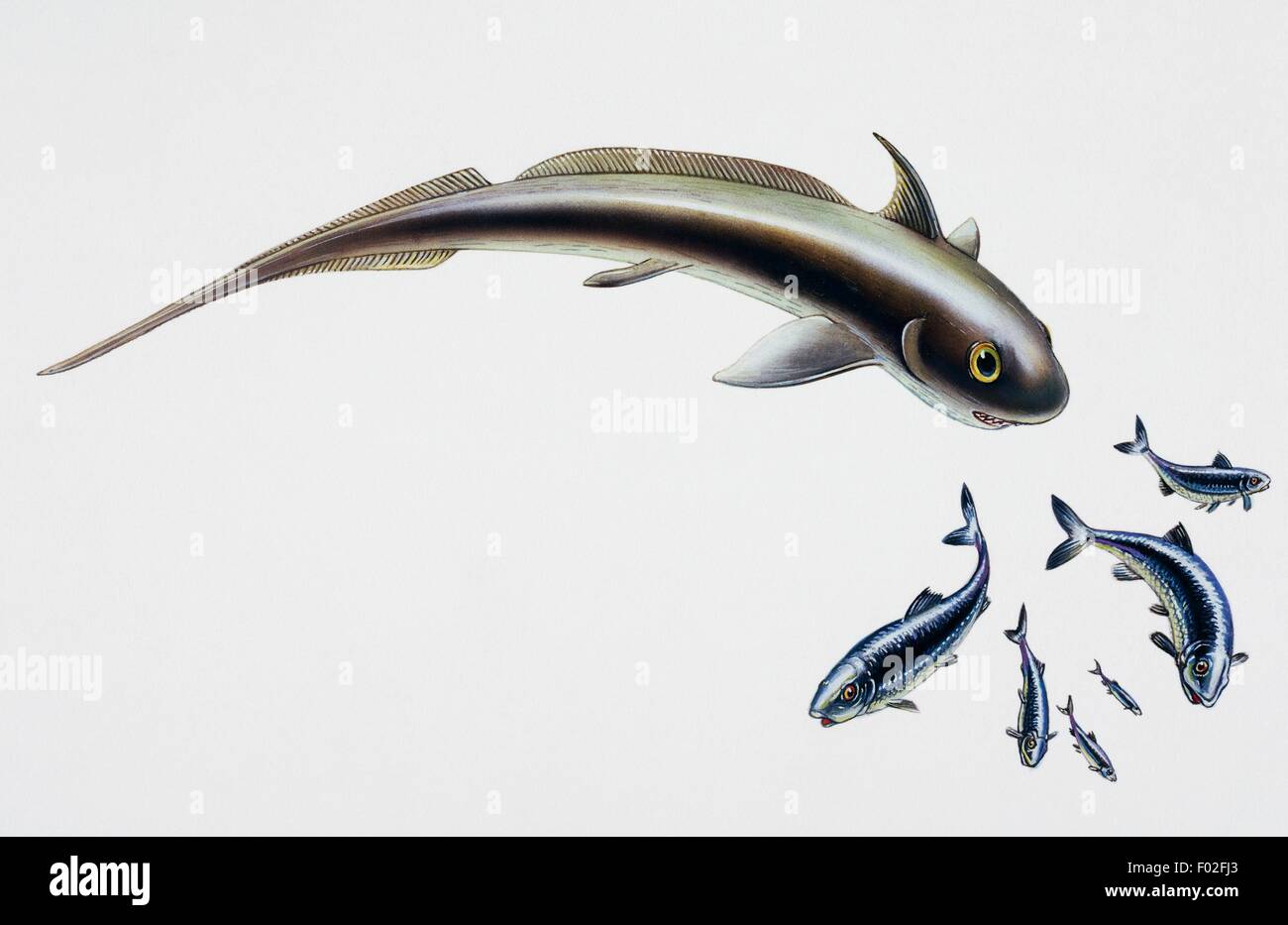 Ischyodus sp, Callorhynchidae und eine Gruppe von Leptolepis sp ...