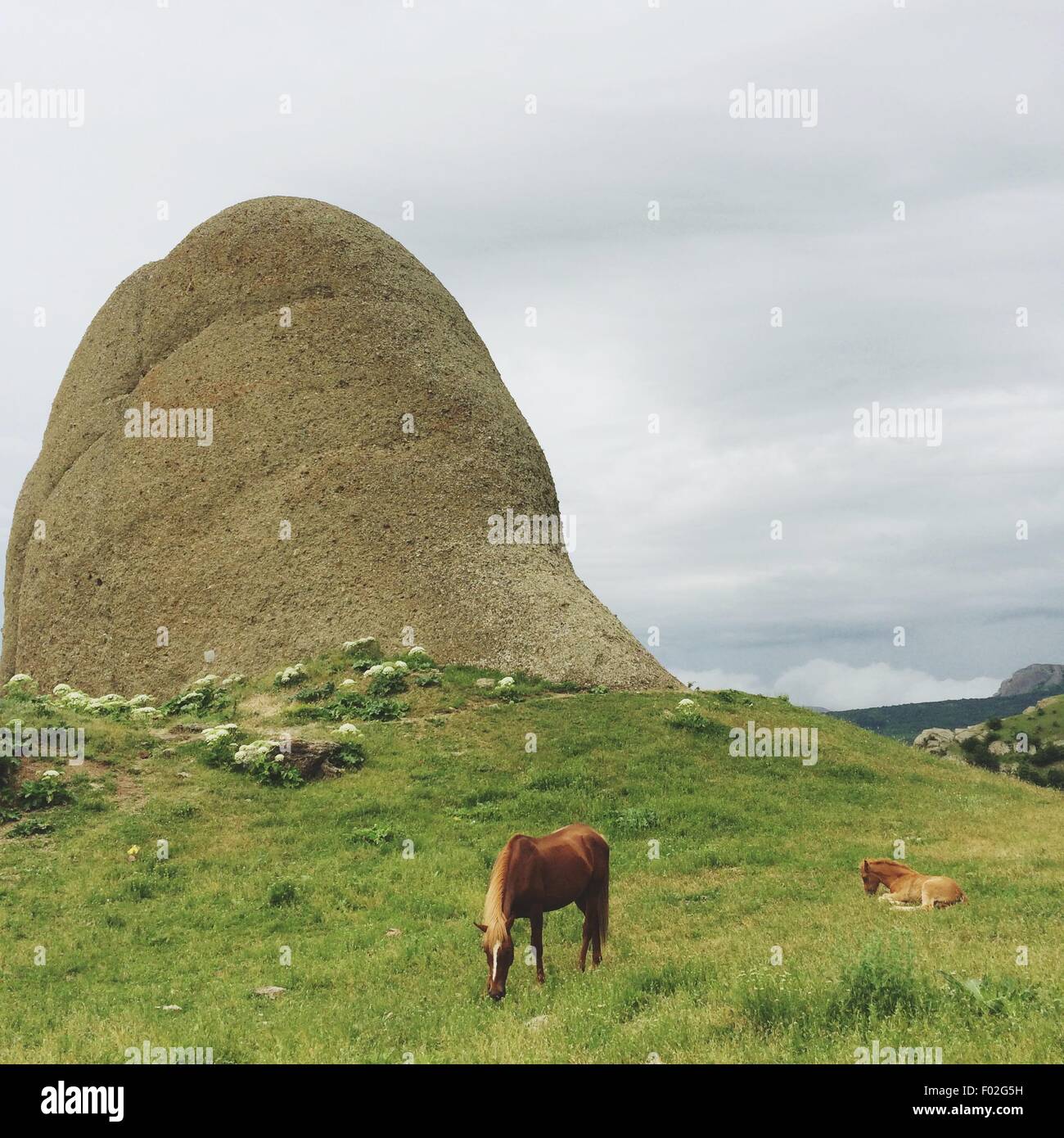Zwei pferde in einer landschaft -Fotos und -Bildmaterial in hoher ...