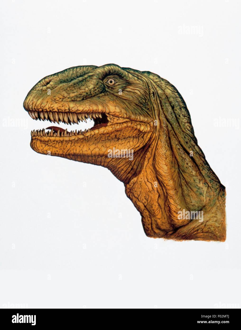 Allosaurus Fragilis, Allosauridae, Late Jurassic. Abbildung. Detail ...