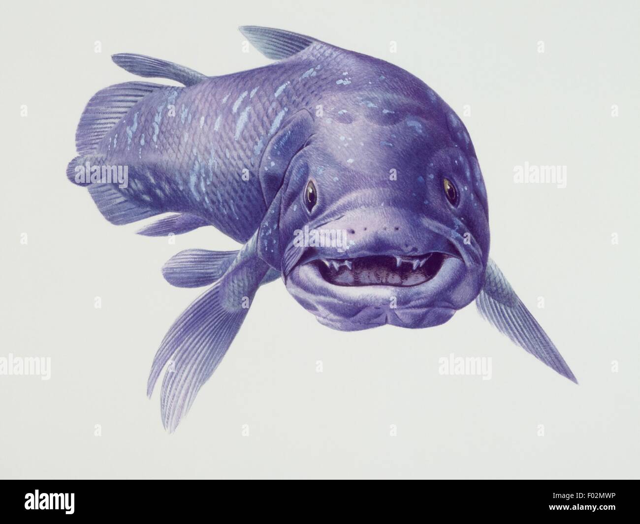 Quastenflosser quastenflosser -Fotos und -Bildmaterial in hoher ...