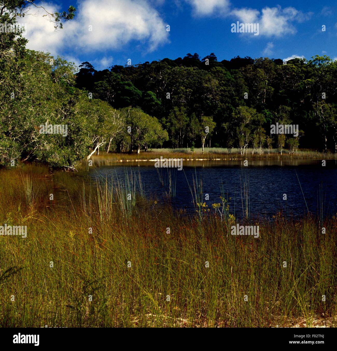 Poona Lake Cooloola Great Sandy Stockfotos & Poona Lake Cooloola Great ...