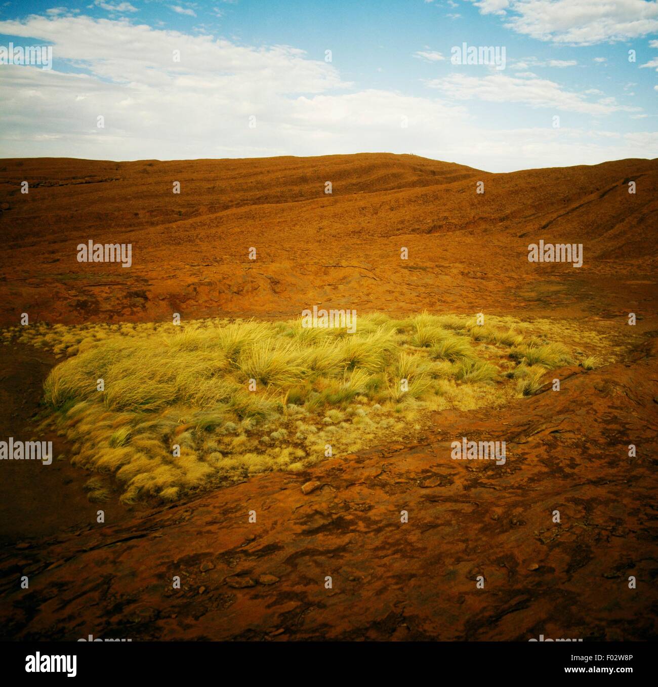 Vegetation an der Spitze des Ayers Rock (Uluru), Uluru-Kata Tjuta ...
