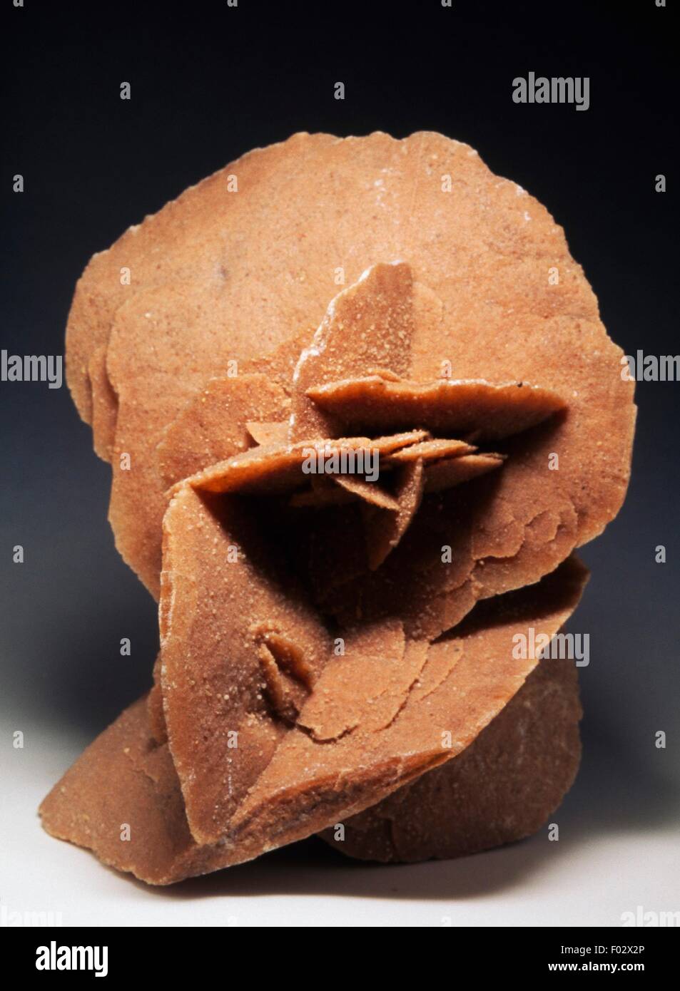 Gypsum Rose Stockfotos und -bilder Kaufen - Alamy