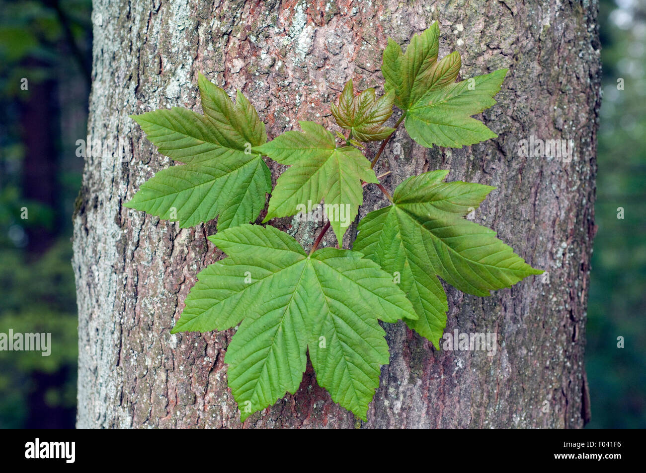 Ahorn baum -Fotos und -Bildmaterial in hoher Auflösung – Alamy