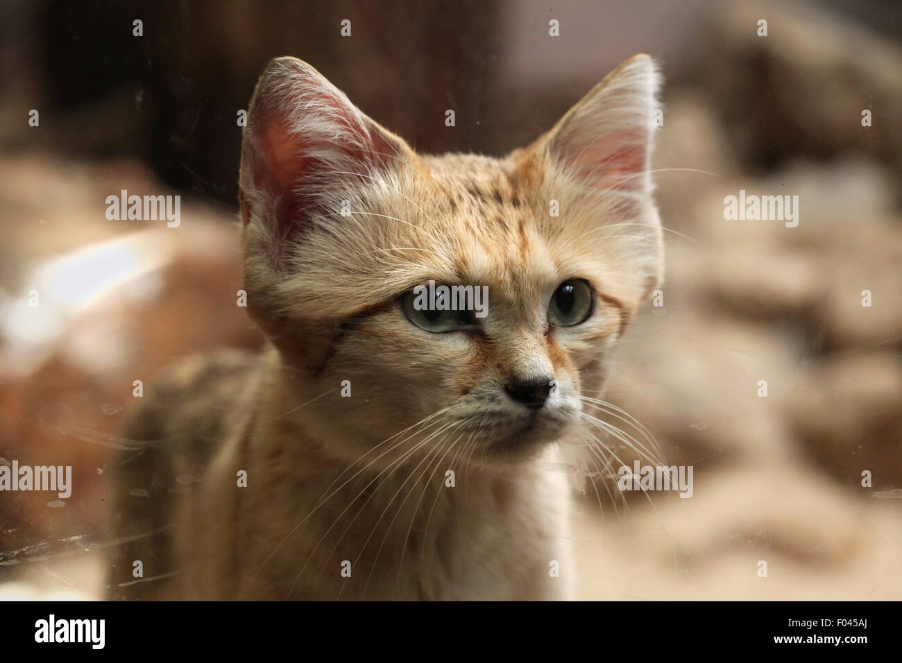 Felis margarita -Fotos und -Bildmaterial in hoher Auflösung – Alamy