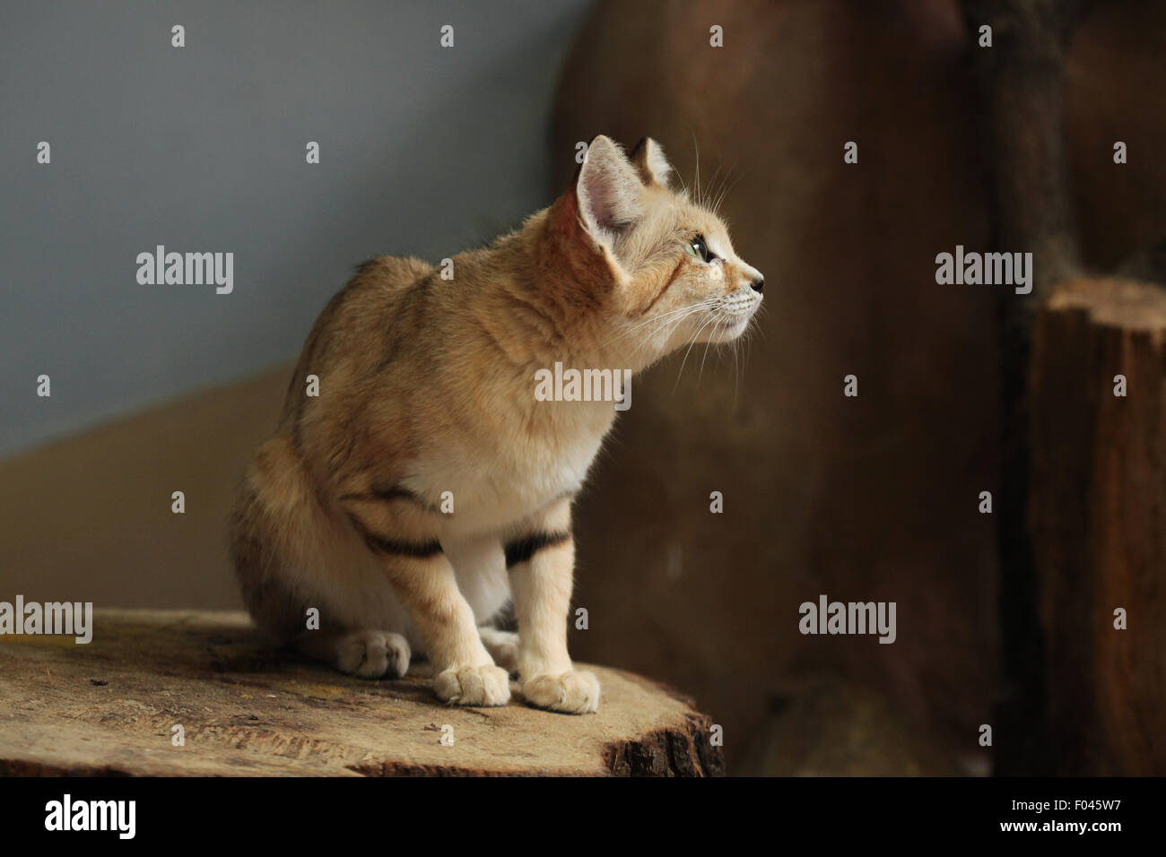 Sandkatze (Felis Margarita), auch bekannt als die Sanddüne Katze im ...