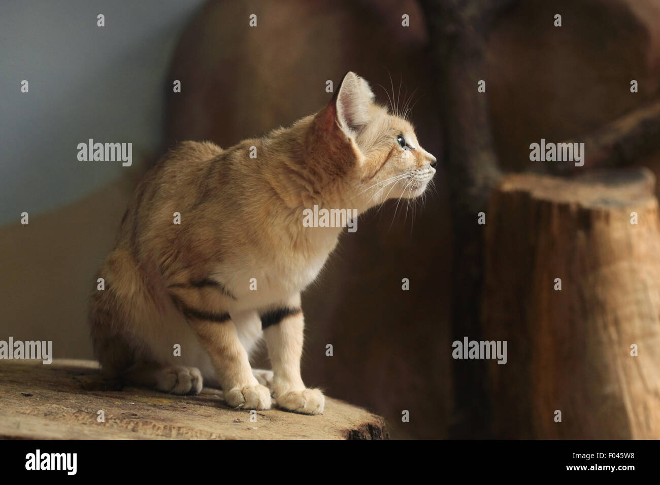 Felis margarita -Fotos und -Bildmaterial in hoher Auflösung – Alamy