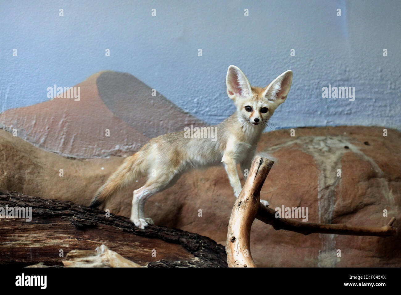 Fennek fuchs vulpes zerda -Fotos und -Bildmaterial in hoher Auflösung ...