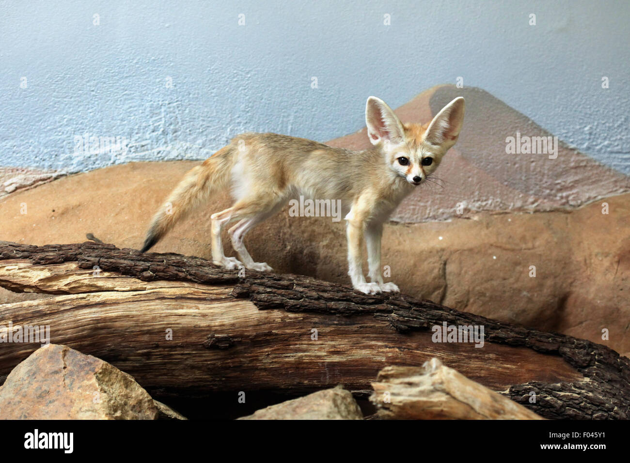 Fennek fuchs -Fotos und -Bildmaterial in hoher Auflösung – Alamy