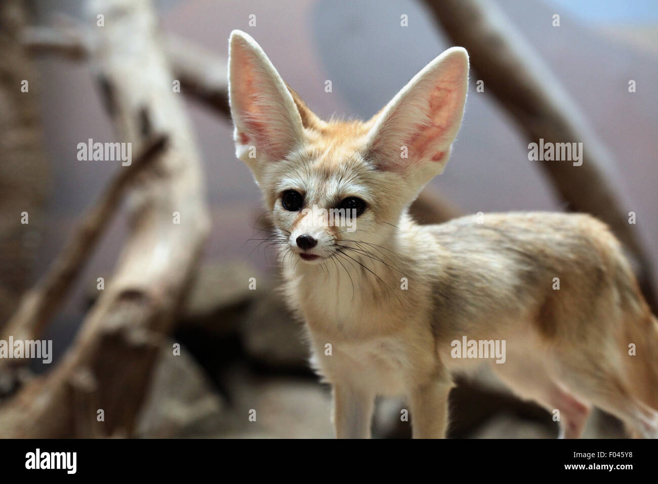 Fennek fuchs -Fotos und -Bildmaterial in hoher Auflösung – Alamy