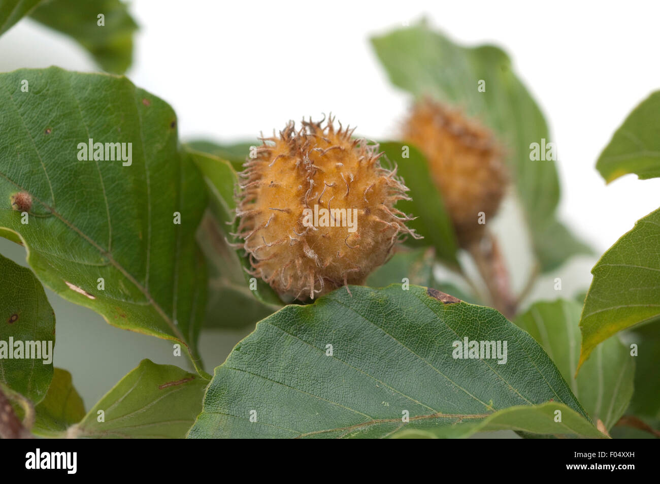 Buchecker Rotbuche Stockfotos und -bilder Kaufen - Alamy