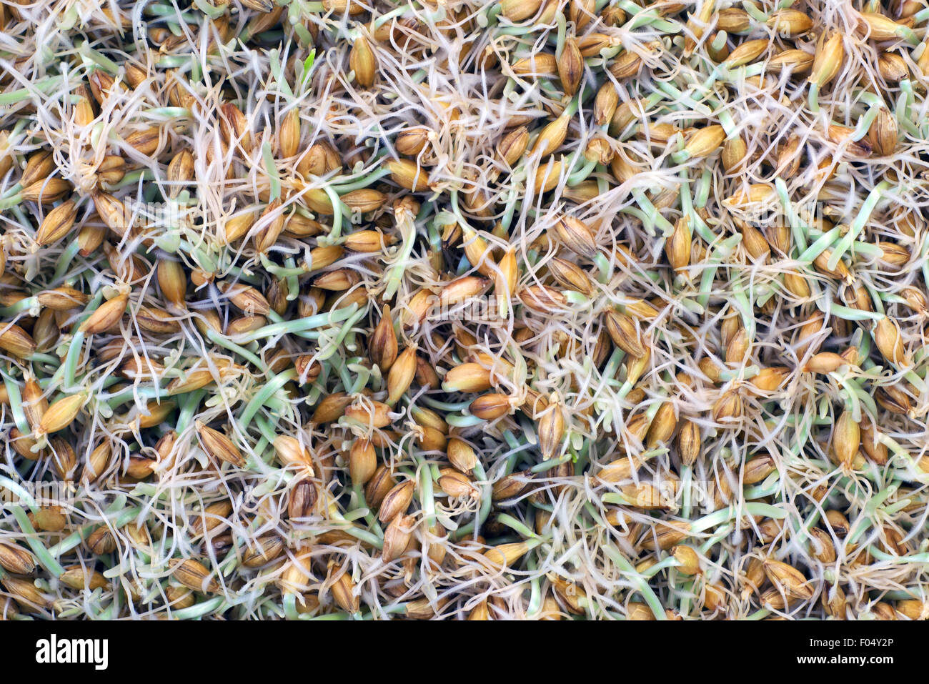 Keimende gerste -Fotos und -Bildmaterial in hoher Auflösung – Alamy