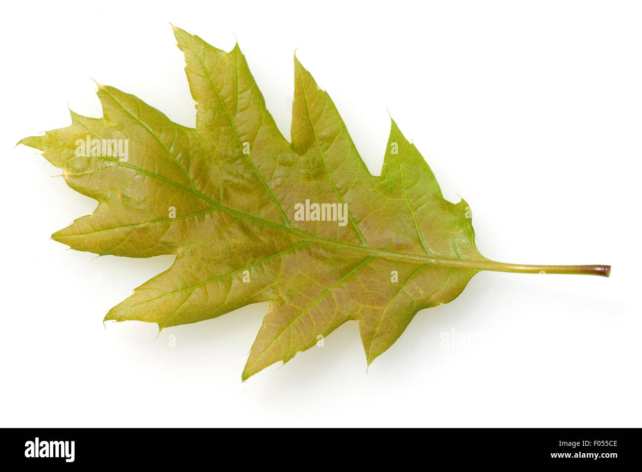 Eichenblatt; Eichenblaetter; Quercus; Robur Stockfotografie - Alamy