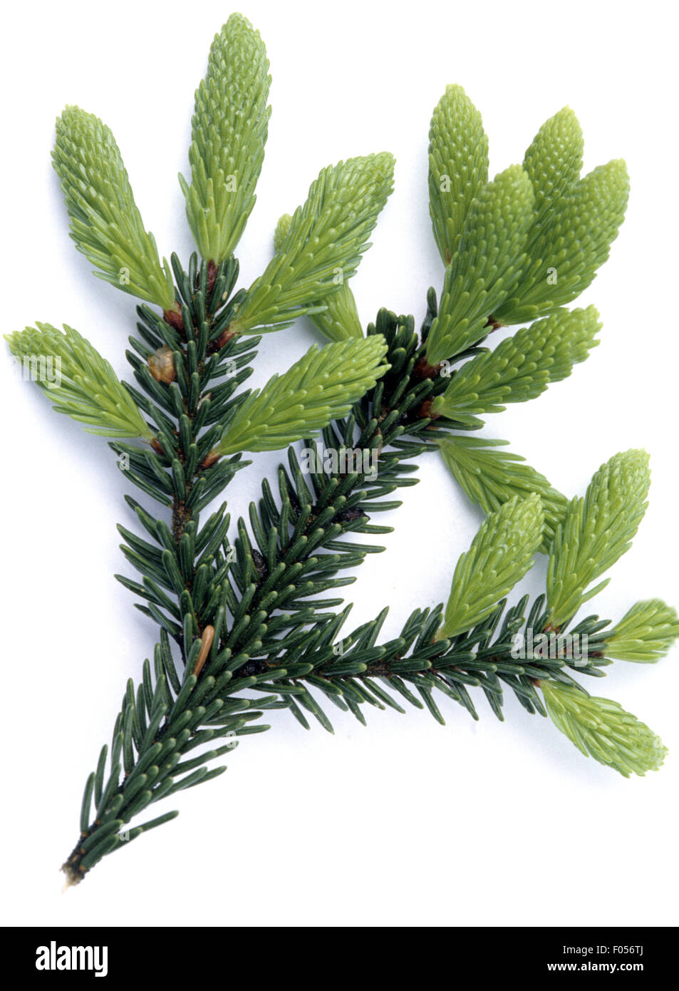 Fichte, Fichtenzweig, Fichtenast, Picea, Abies Stockfotografie - Alamy
