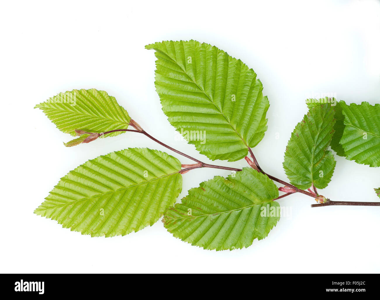 Hainbuchenblaetter, Carpinus, Betulus, Weissbuche Stockfotografie - Alamy