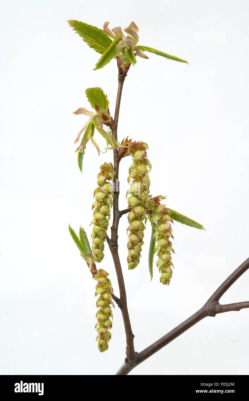 Hainbuche; Carpinus; Betulus Stockfotografie - Alamy