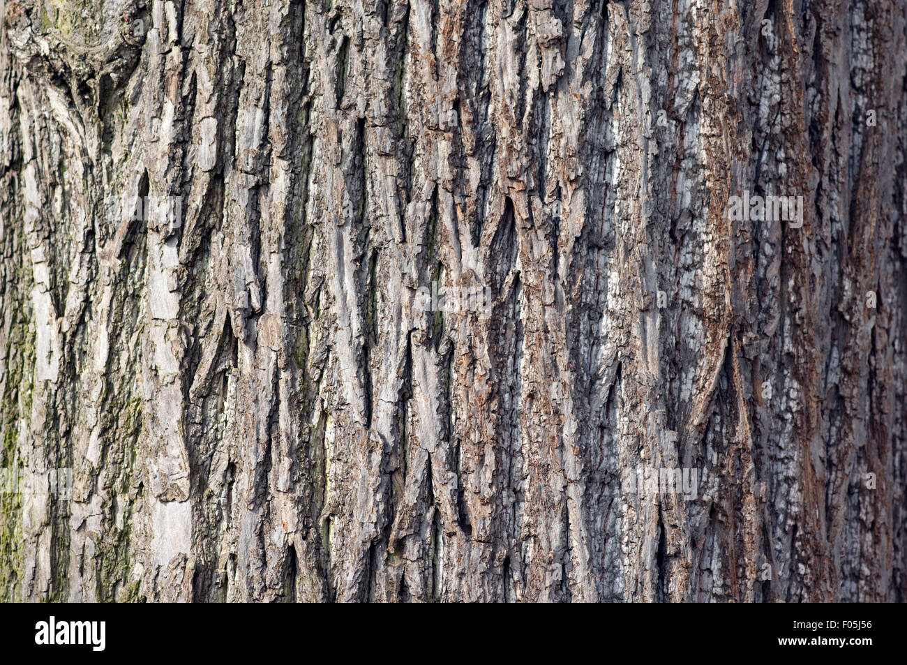 Lindenbaum; Stamm, Rinde; Tilia Stockfotografie - Alamy