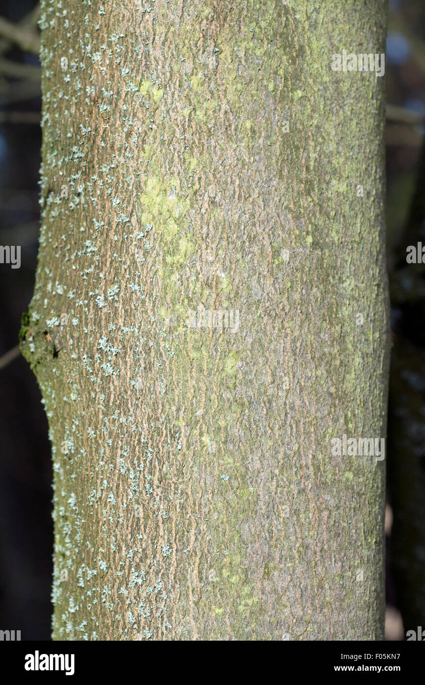 Lindenbaum, Stamm, Rinde, Baum, Stamm, Rinde Stockfotografie - Alamy