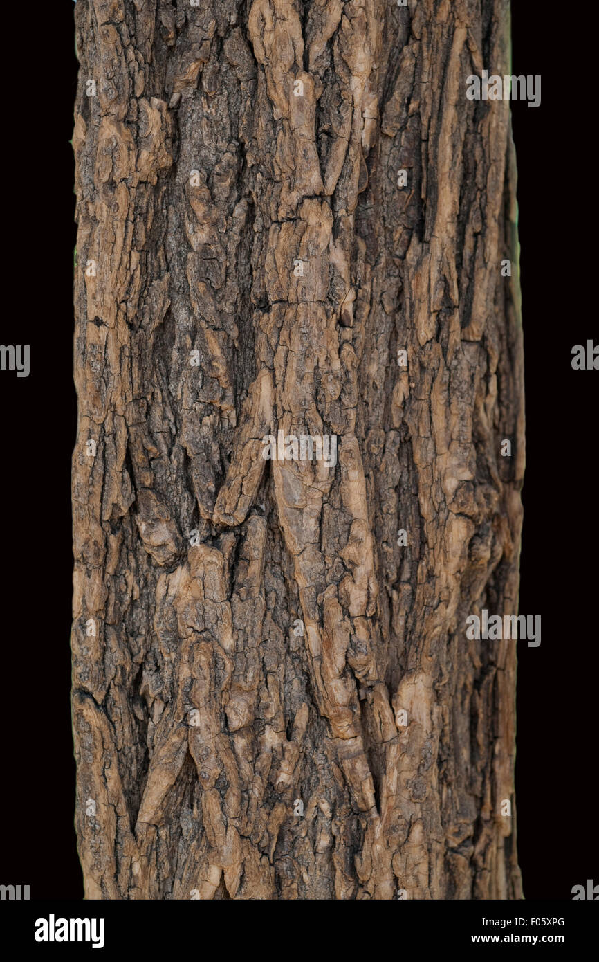 Robinienstamm, Robinie; Robinie; Pseudoacacia Stockfotografie - Alamy