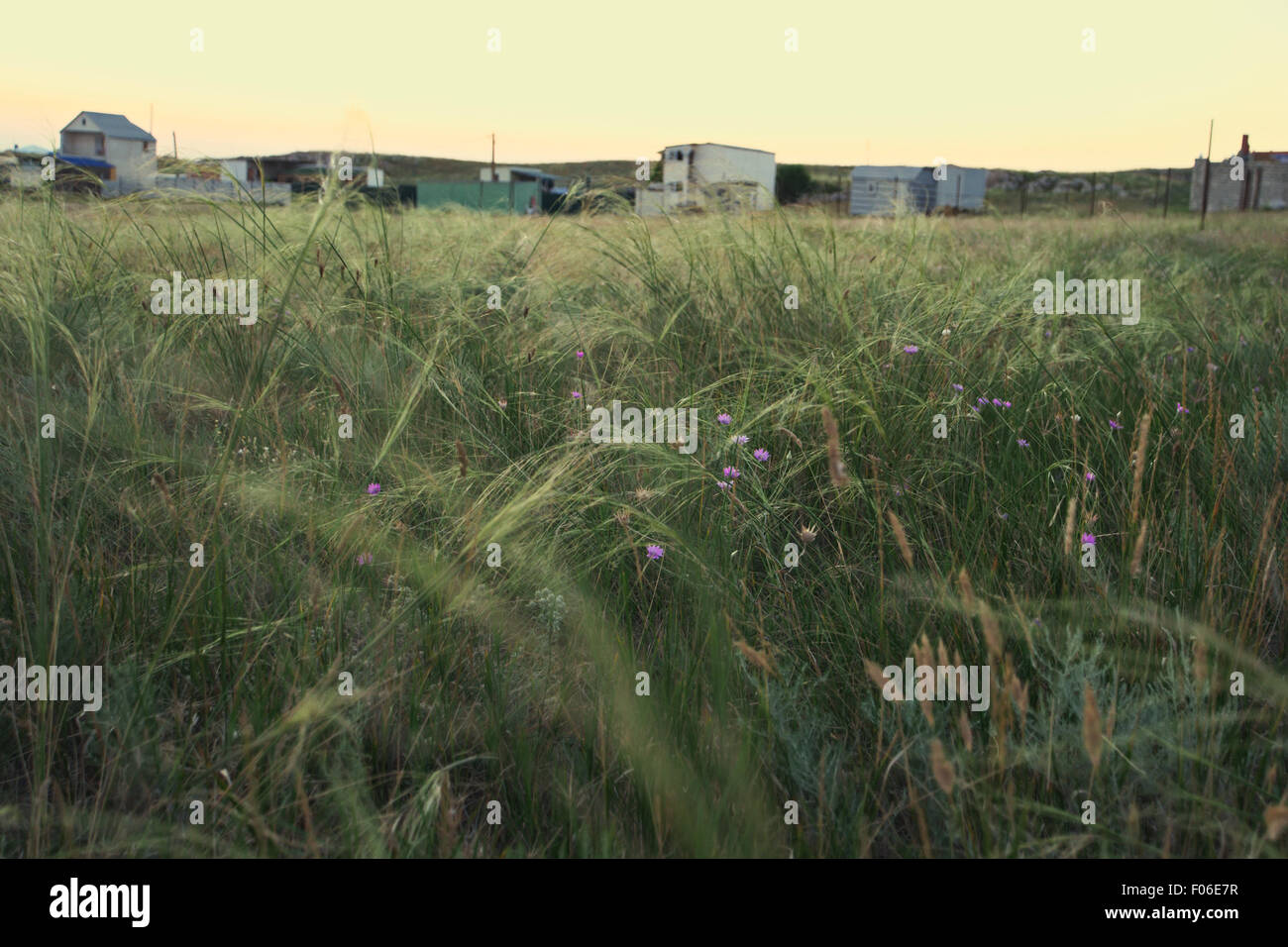 Stipa tenuissima grass ornamental -Fotos und -Bildmaterial in hoher ...