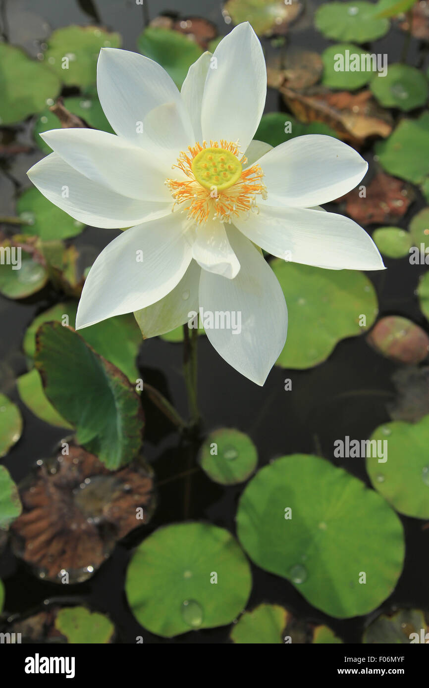 White lotus -Fotos und -Bildmaterial in hoher Auflösung - Seite 3 - Alamy