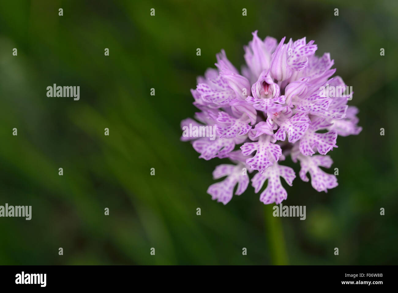 Wilde orchidee -Fotos und -Bildmaterial in hoher Auflösung – Alamy