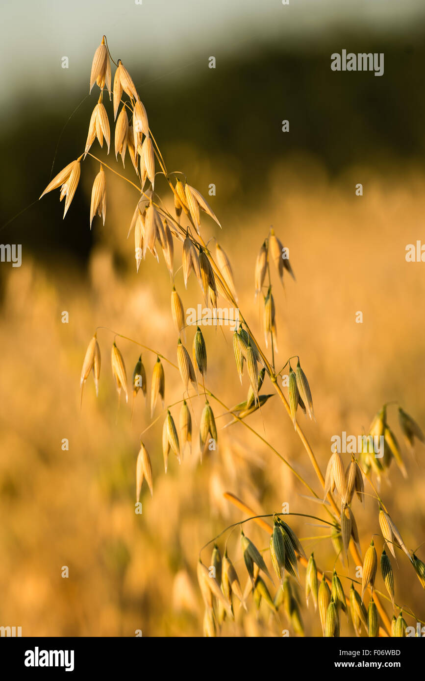 Hafer ernten -Fotos und -Bildmaterial in hoher Auflösung – Alamy