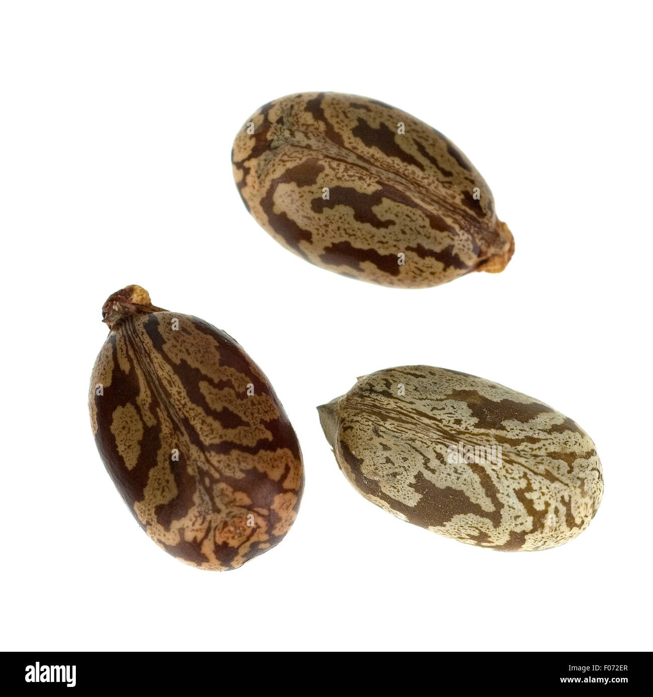 Rizinussamen, Rizinus, Ricinus Communis Stockfotografie - Alamy