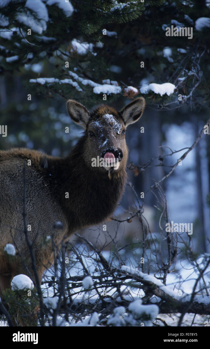 Elch im Profil betrachten Kamera Zunge lecken Mund im Schnee mit Schnee ...