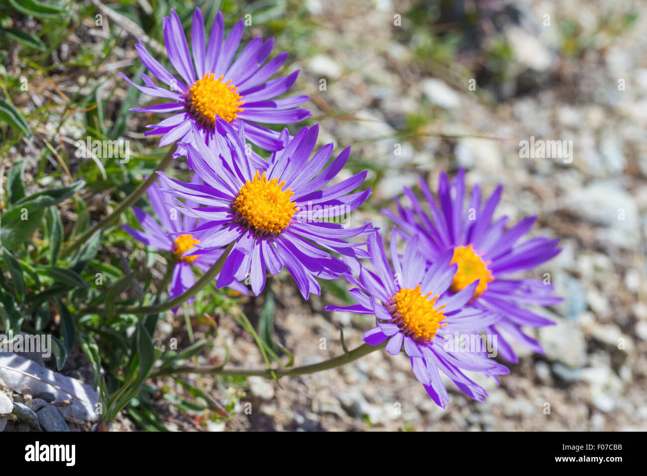 Aster Alpinus L. Astro Alpino. Alpen Stockfotografie - Alamy