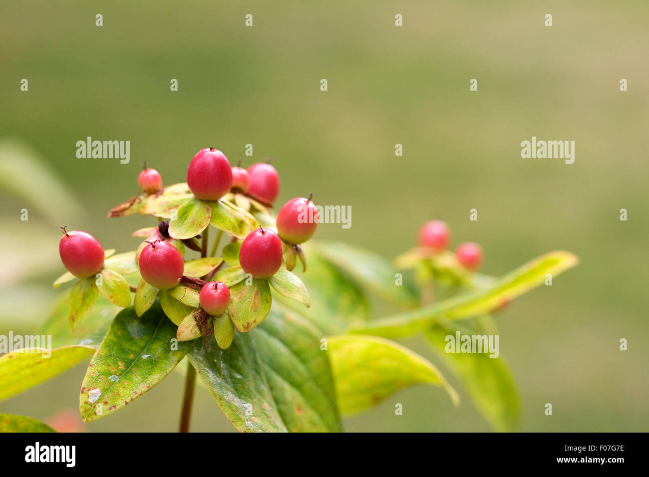 Rote hypericum beeren -Fotos und -Bildmaterial in hoher Auflösung – Alamy