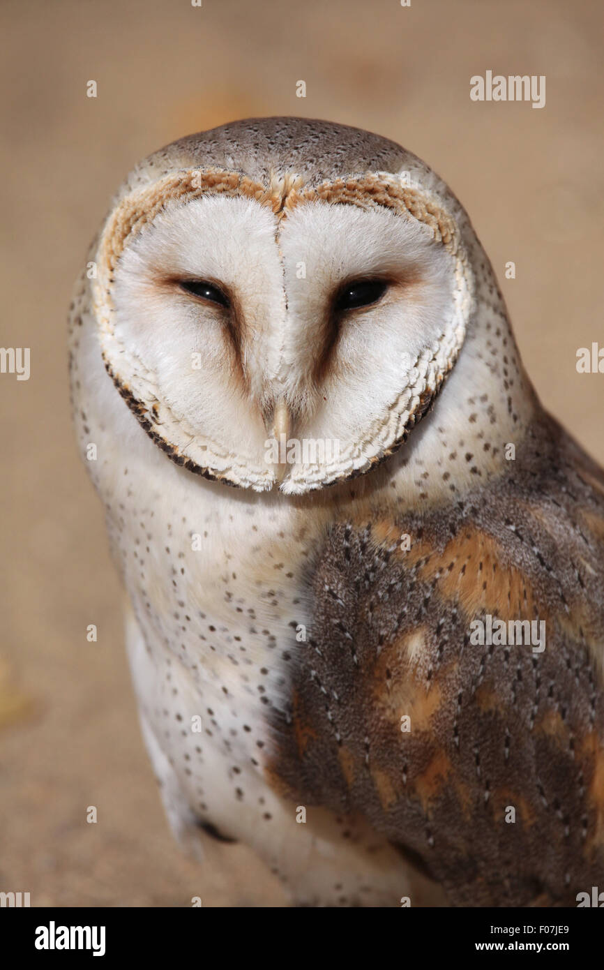 Australische schleiereulen -Fotos und -Bildmaterial in hoher Auflösung – Alamy
