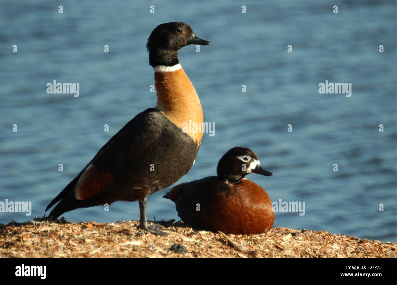 Australian shelduck tadorna tadornoides -Fotos und -Bildmaterial in ...