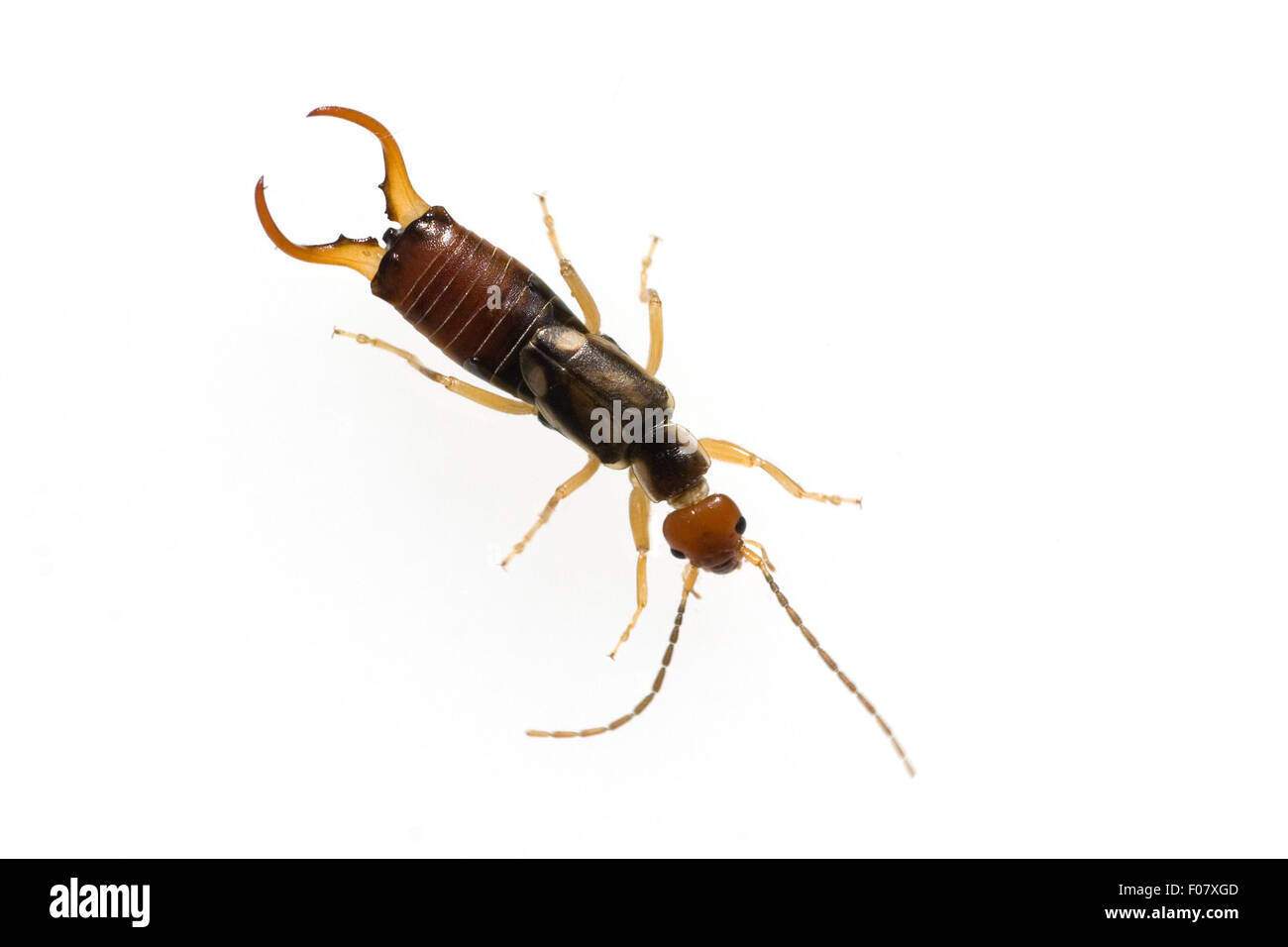 Ohrwurm, Gemeiner Ohrwurm Forficula Auricularia Stockfotografie - Alamy
