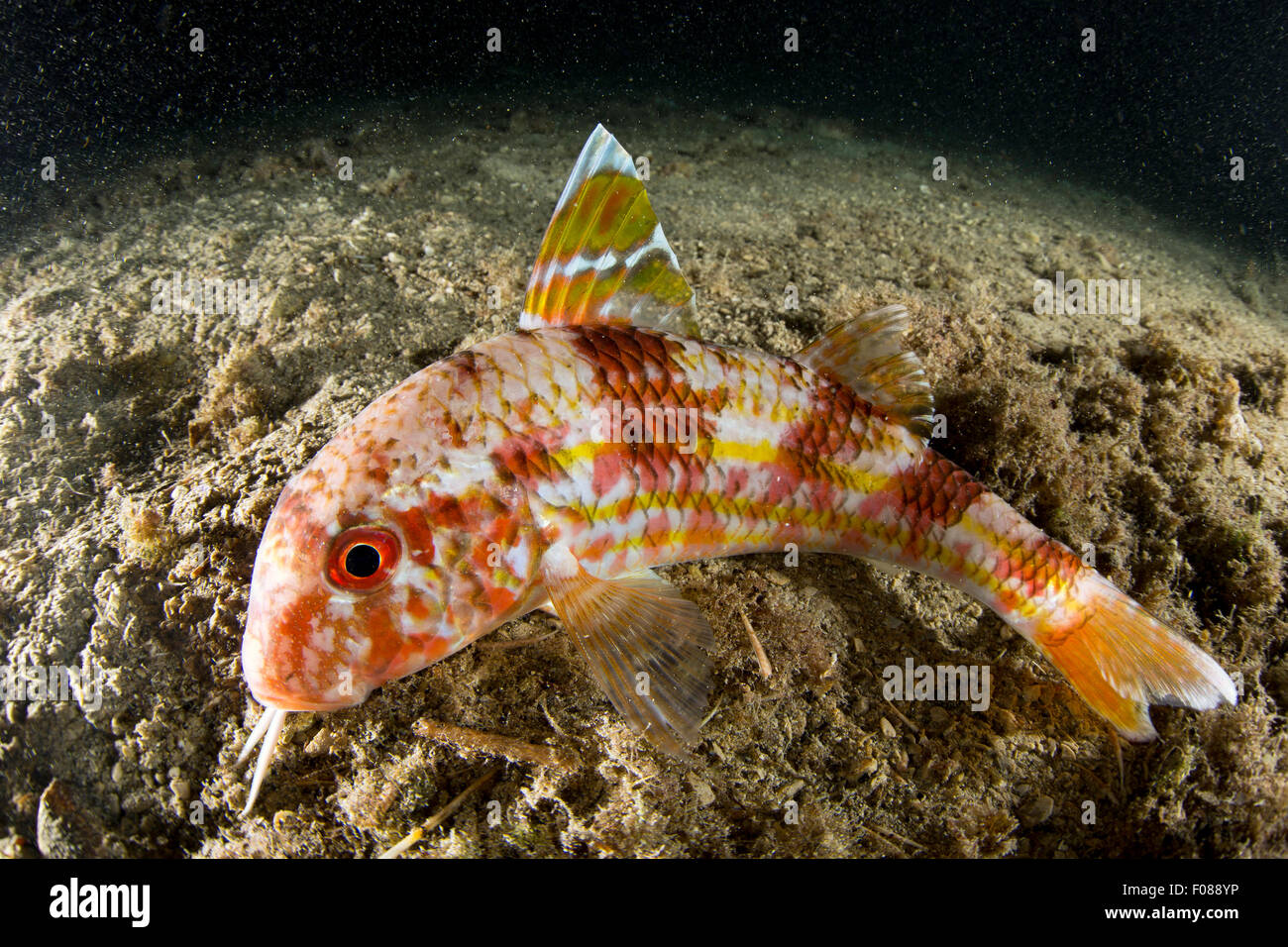 Gestreifte rotbarbe -Fotos und -Bildmaterial in hoher Auflösung – Alamy