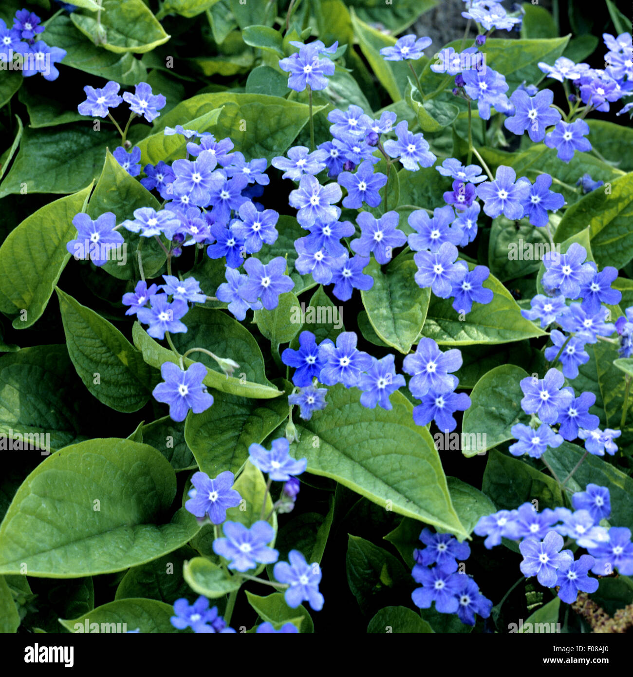 Fruehlings-Gedenkemein, Omphalodes Verna Stockfotografie - Alamy