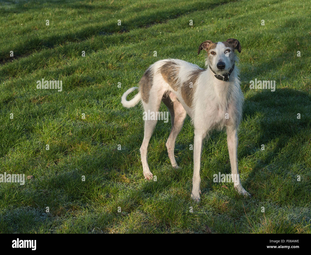 Haustier lurcher -Fotos und -Bildmaterial in hoher Auflösung – Alamy