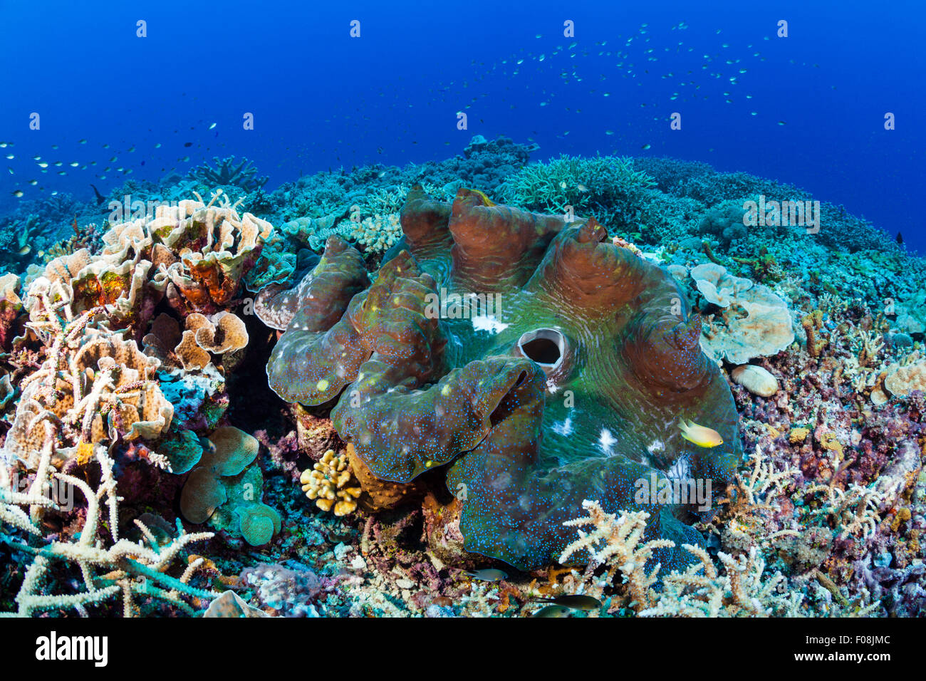 Squamosa muschel -Fotos und -Bildmaterial in hoher Auflösung – Alamy