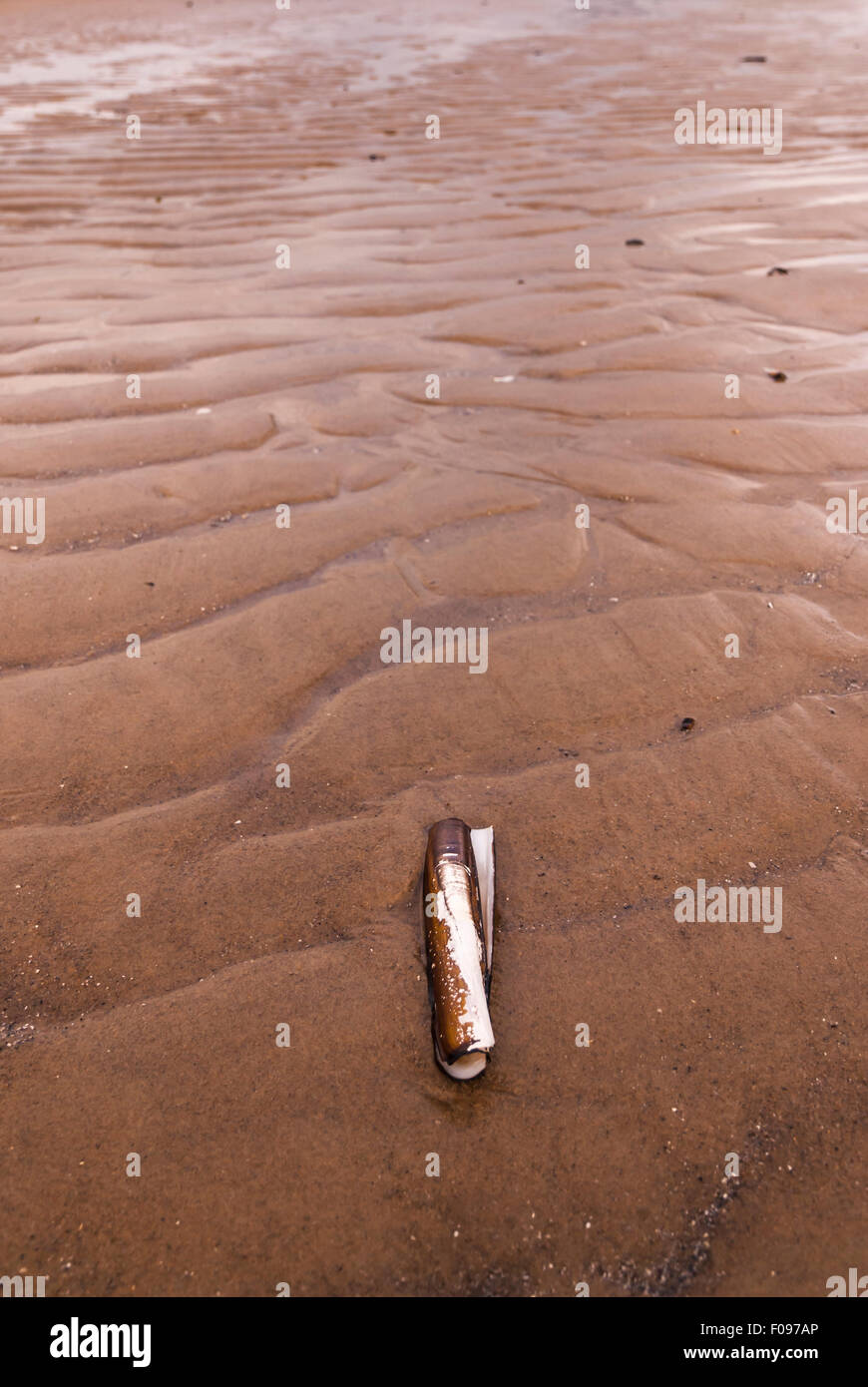 Razor shell ensis -Fotos und -Bildmaterial in hoher Auflösung – Alamy